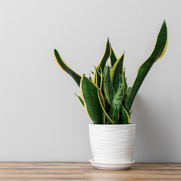 The Best Crystals to Support Low-Light, Shade-Loving Plants - Crystal Grids